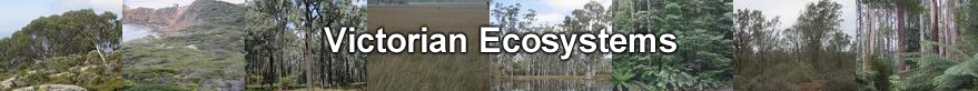 Victorian Ecosystems - Rainforest