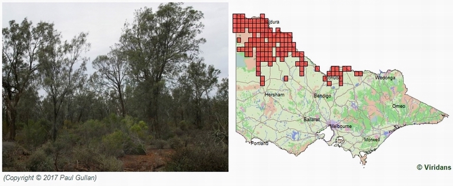 Victorian Ecosystems - Pine-Buloke Woodland