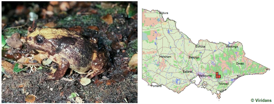 Rare Animals of Victoria