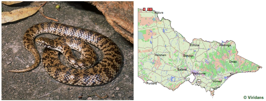 Rare Animals of Victoria