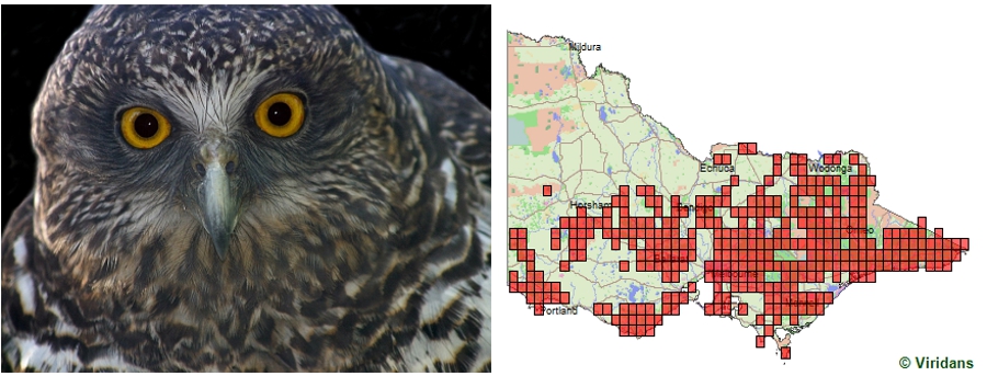 Rare Animals of Victoria